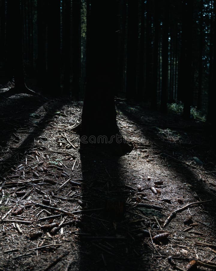 Vertical Shot of a Dark Forest with Sun Rays Stock Photo - Image of ...