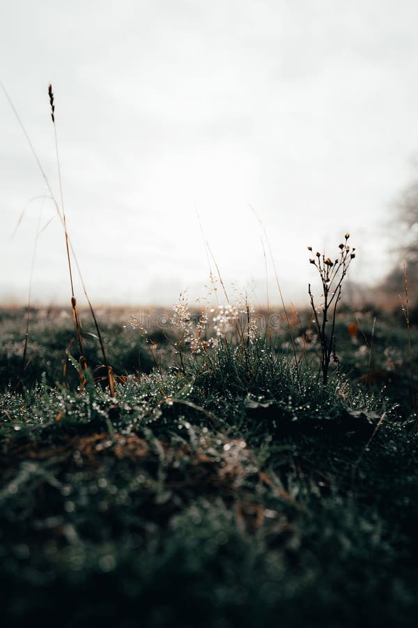 Vertical Shot of a Dark Green Field Under the Clouds Stock Photo ...