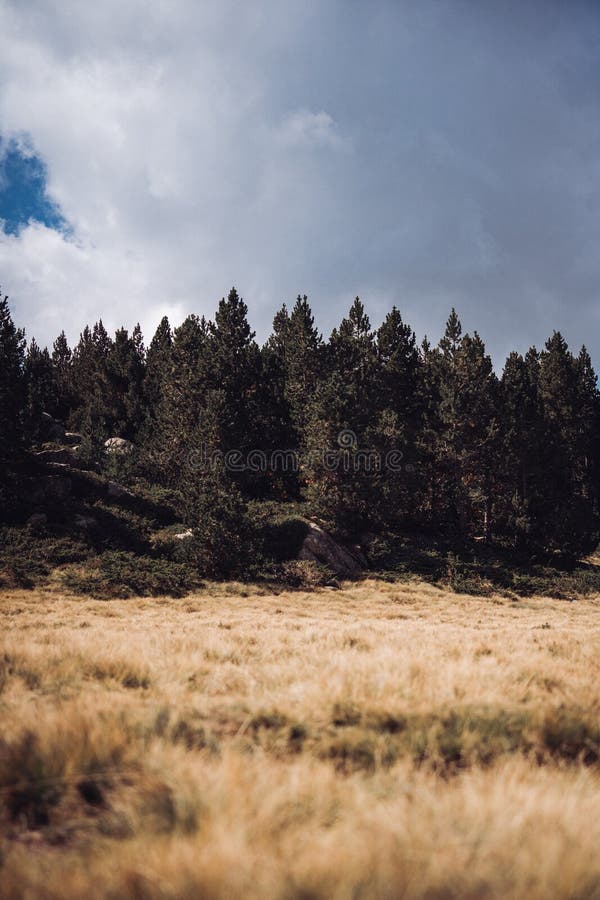 Vertical Shot of Dark Trees in a Yellow Field in the Countryside Under ...