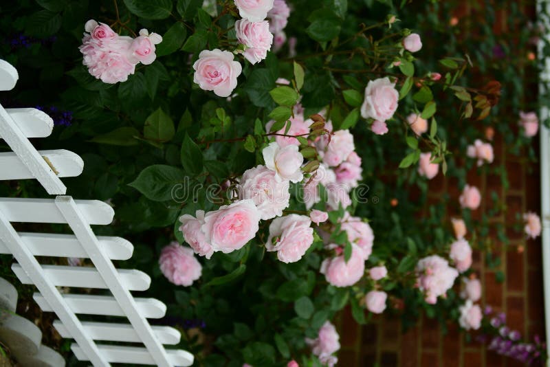 Vertical Shot of David Austin Roses Stock Image - Image of wallpaper ...