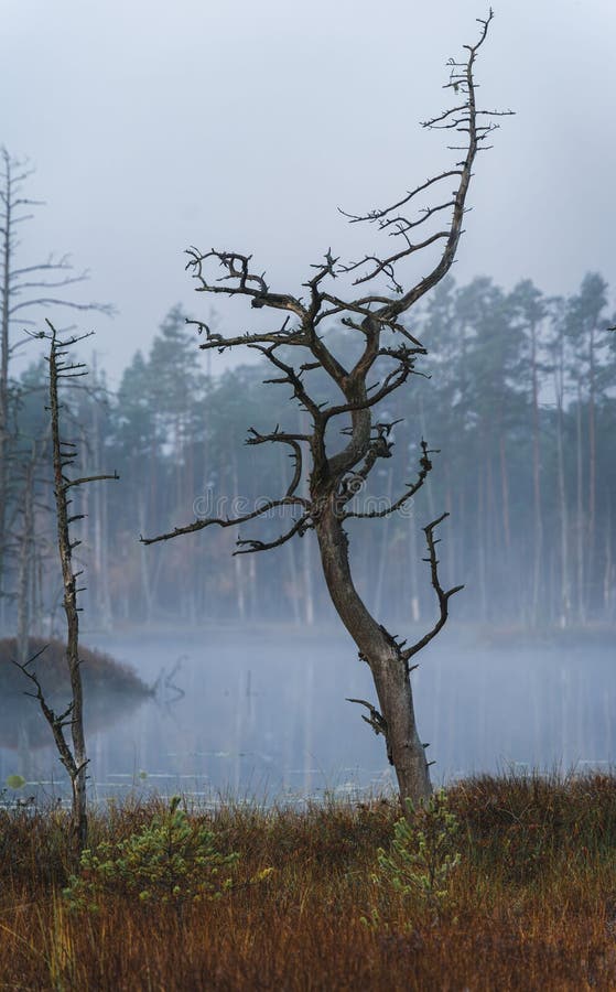 Vertical Shot of a Dead Tree in Cenas Swamp in Latvia. Stock Image ...