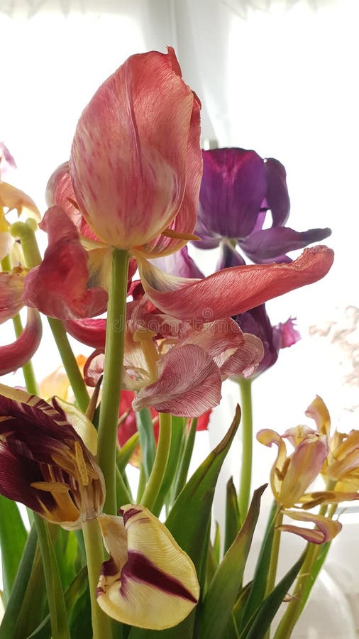 878 Dead Tulips Stock Photos - Free & Royalty-Free Stock Photos from ...