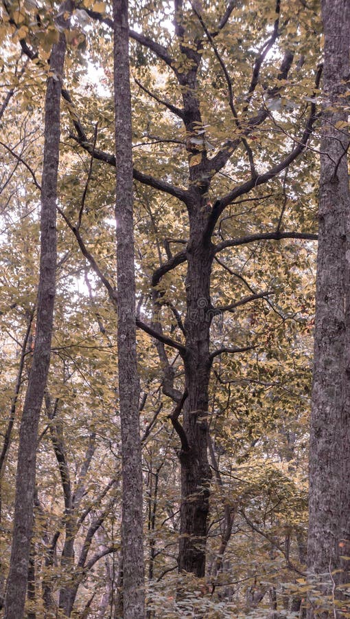 Vertical Shot of a Dead Twisted Tree Growing in Nature in Fall Stock ...
