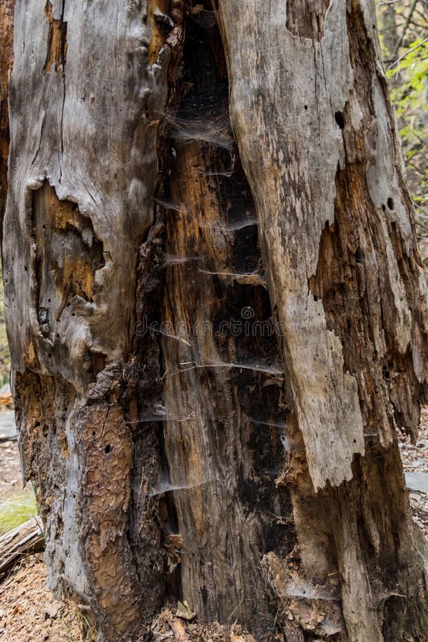 Vertical Shot of a Decaying Trunk of a Tree Stock Image - Image of ...