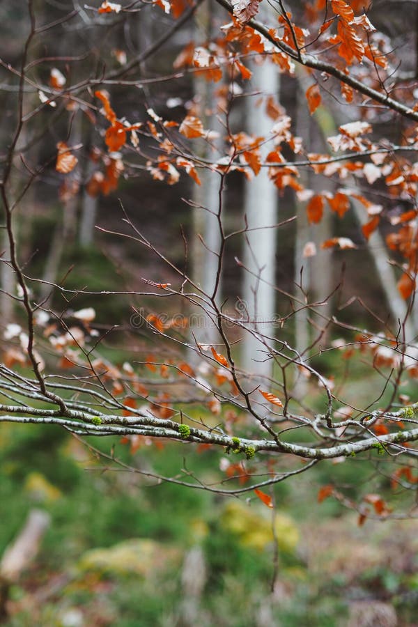Vertical Shot of the Deciduous Tree Branches with Dried Leaves Stock ...