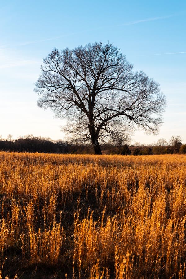 Vertical Shot of the Deciduous Tree in the Golden Field Stock Image ...
