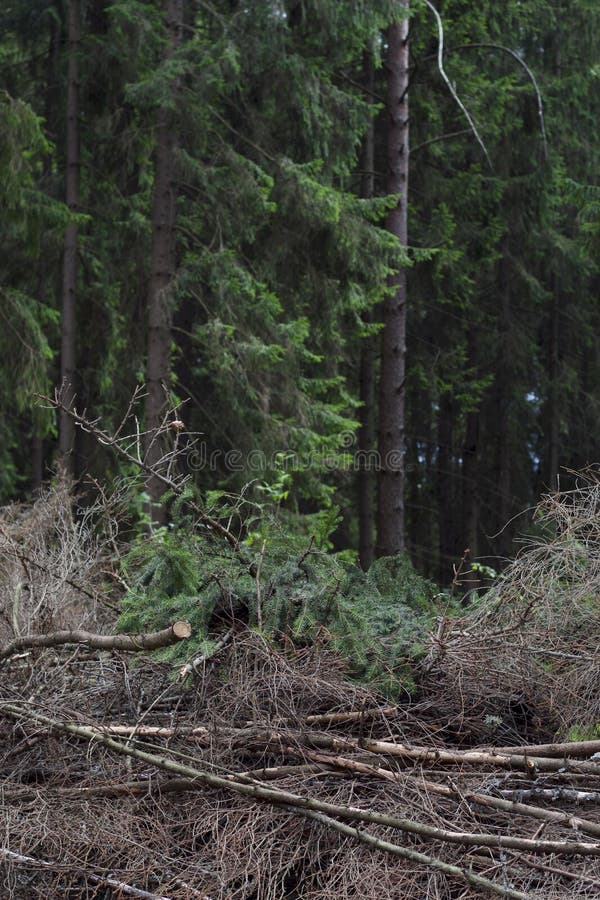 Deforestation in Deep Forest with Green Spruce Trees Stock Image ...