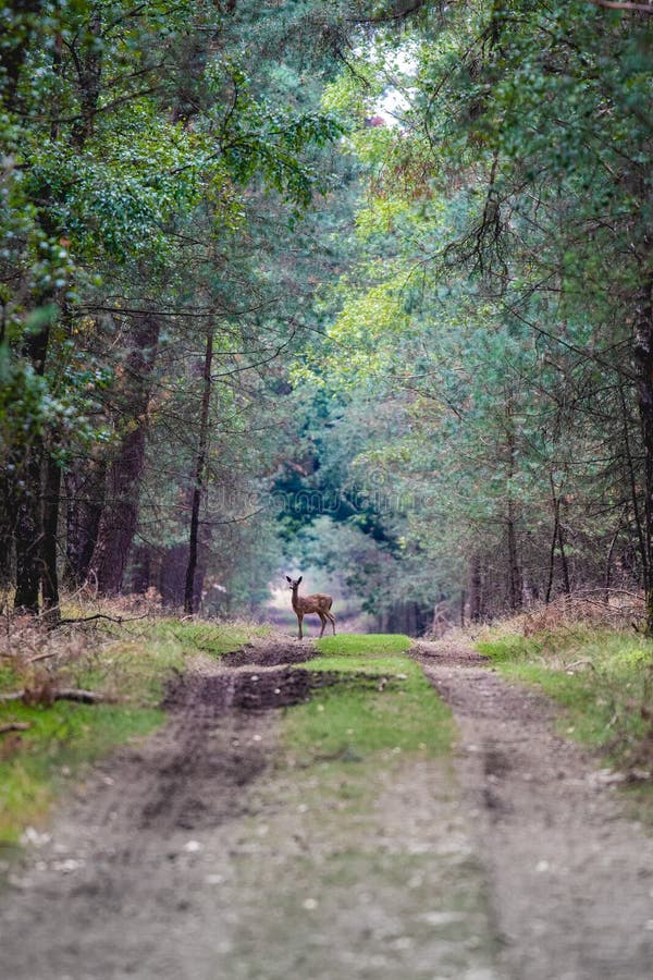 Vertical Shot of a Deer on a Beautiful Pathway Going through an Amazing ...