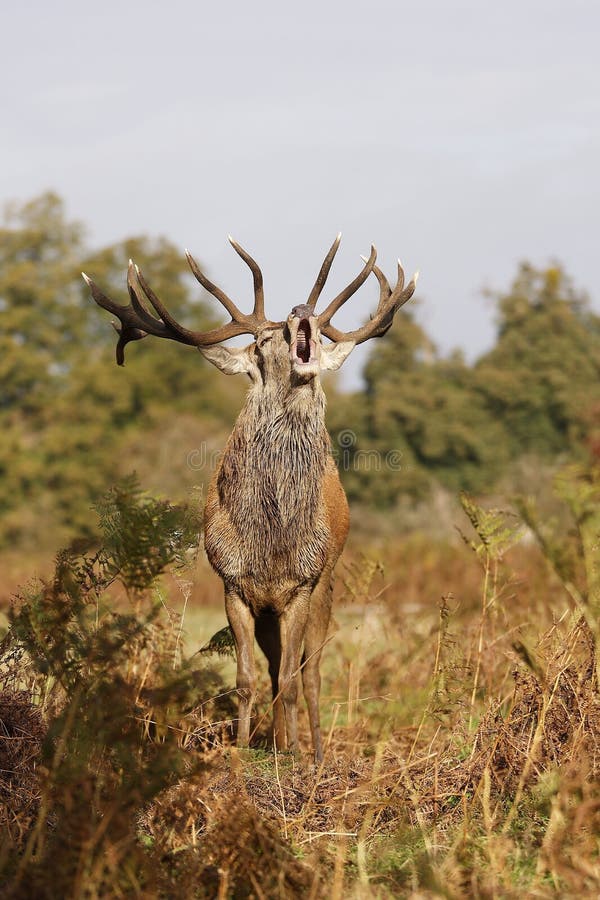 Vertical Shot of a Deer Bellowing in the Bushy Park Stock Photo - Image ...