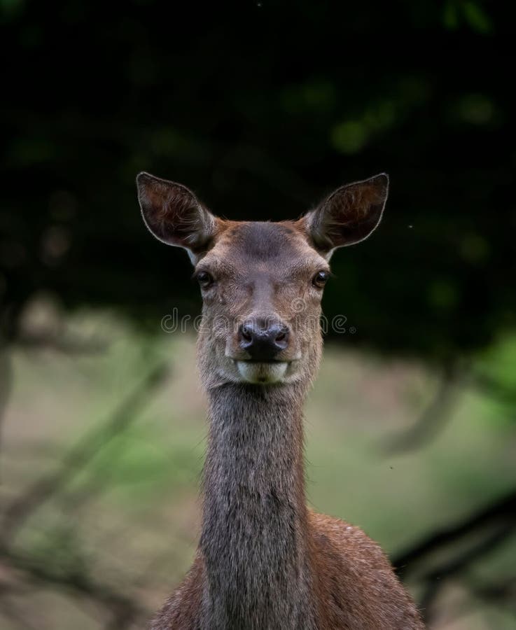 Vertical Shot of a Deer Looking at at the Camera with an Isolated Green ...