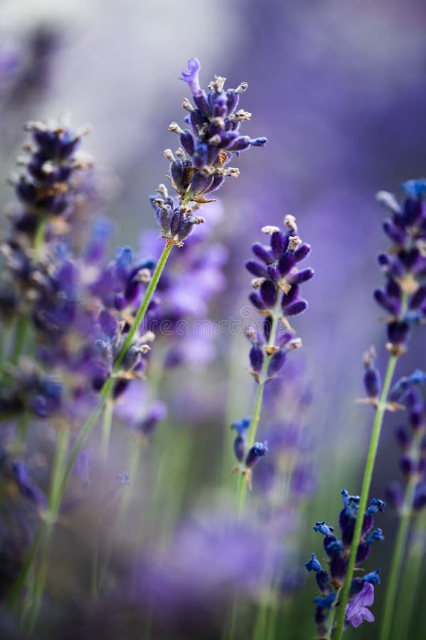 Vertical Shot of Delicate Lavender Flowers Blooming in a Garden Stock ...
