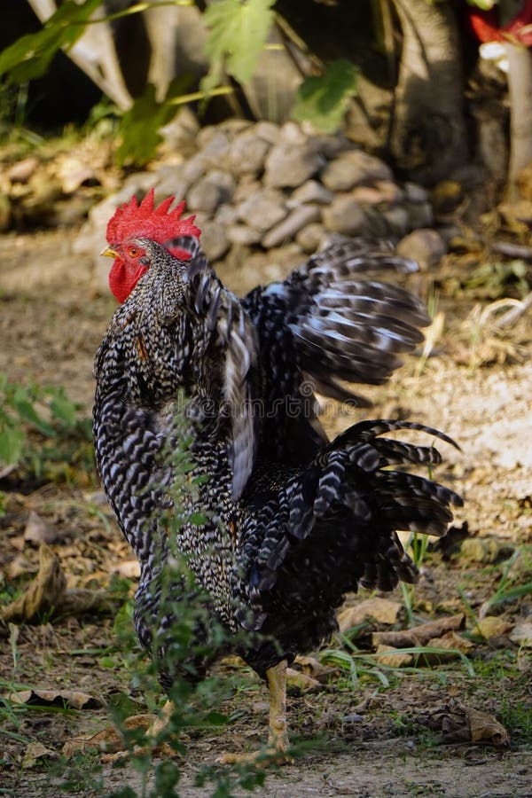 Vertical Shot of a Denizli Hen Rooster Crowing and Roaming on the Field ...
