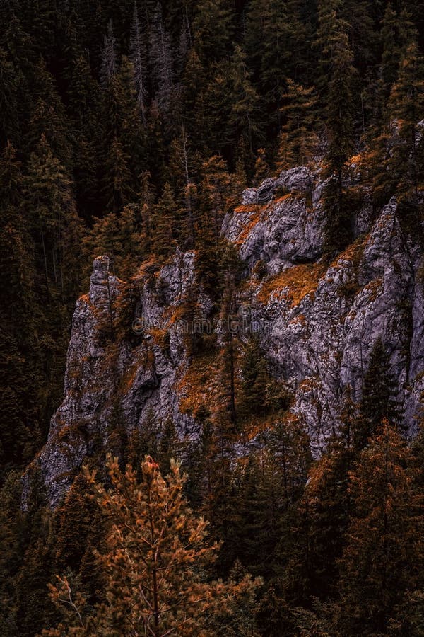 Vertical Shot of a Dense Coniferous Forest in Fall Colors with a Cliff ...