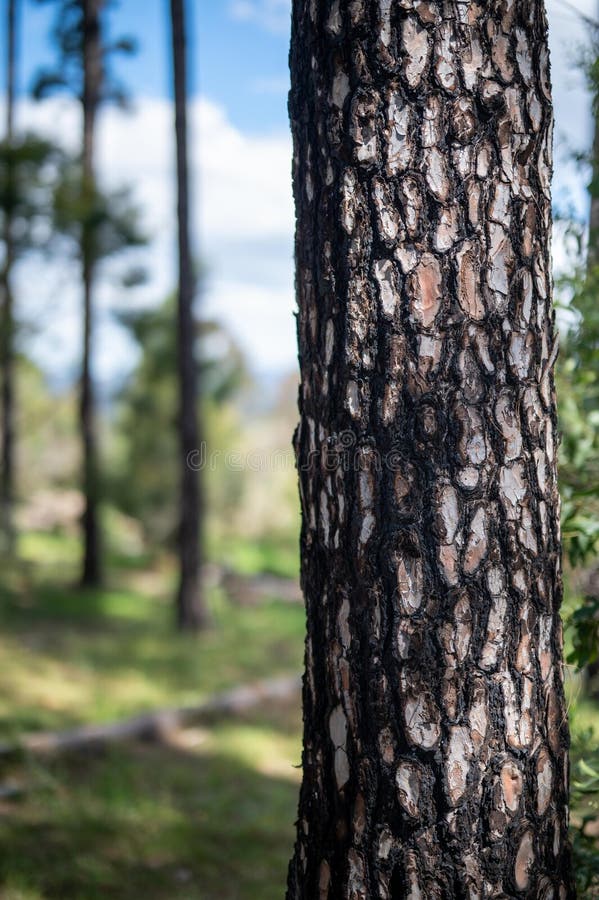 Vertical Shot of Details on Bumpy Bark on a Tree Trunk Stock Image ...