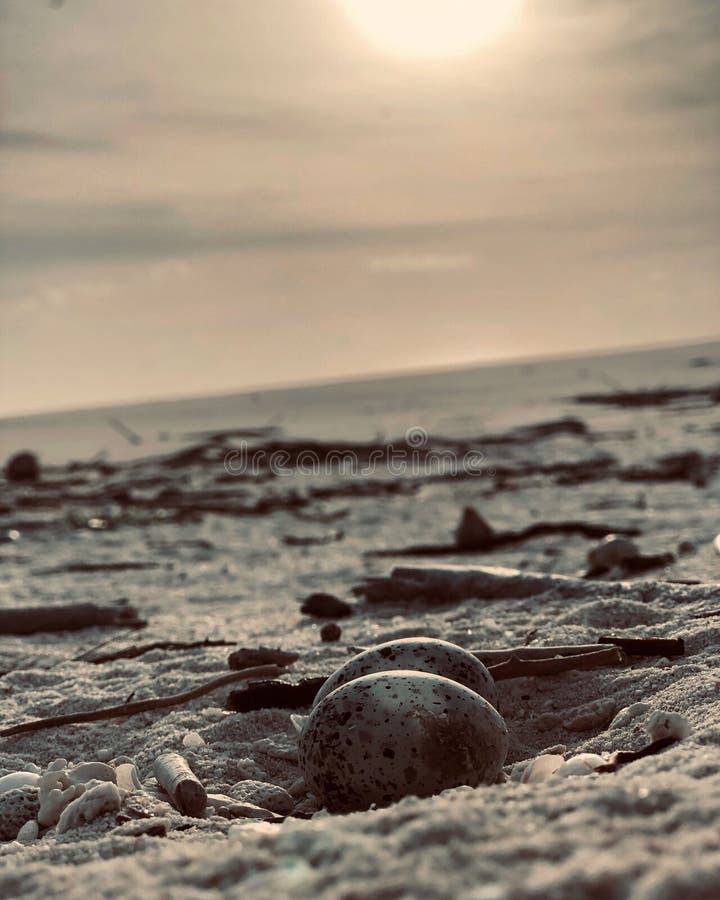 Vertical Shot of Different Objects Lying on the Sand of a Beach Stock ...