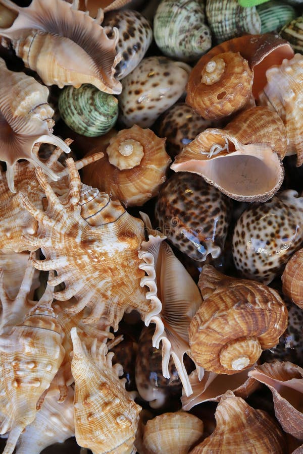 Vertical Shot of Different Types of Seashells Stock Image - Image of ...