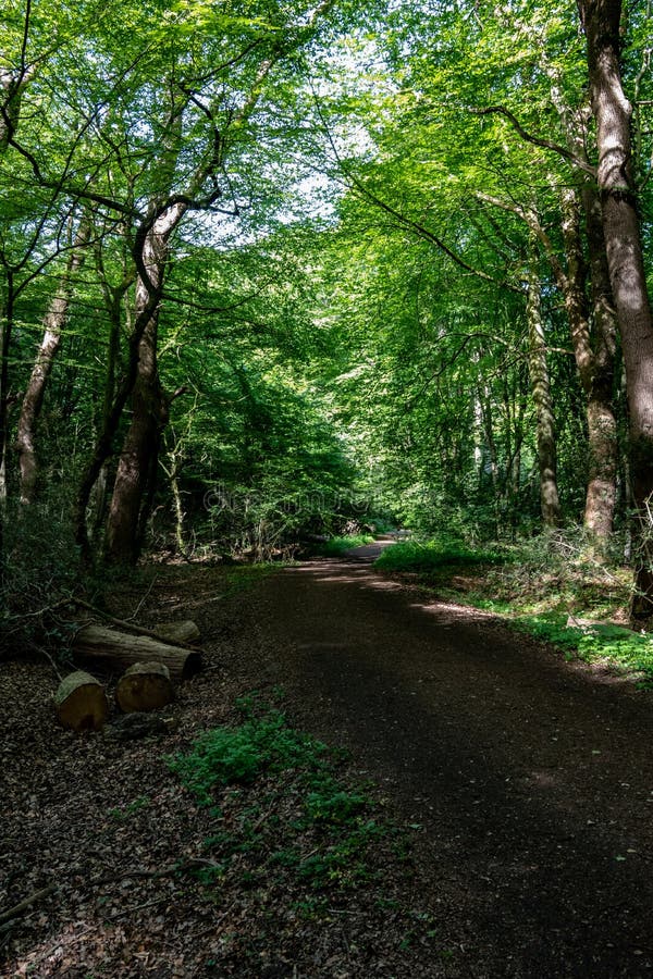 Vertical Shot of a Dirt Road in the Woods Captured during the Daytime ...