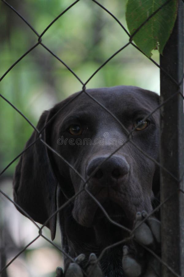 Vertical Shot of a Dog Behind a Fence Stock Image - Image of natural ...
