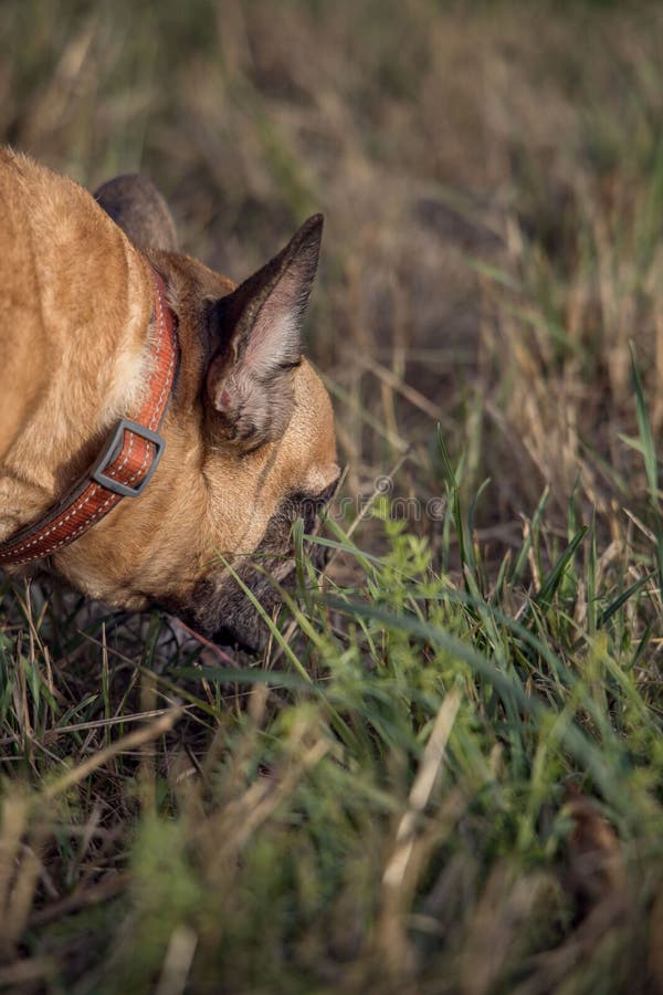 Vertical Shot of a Dog Looking for Food on the Ground Stock Image ...