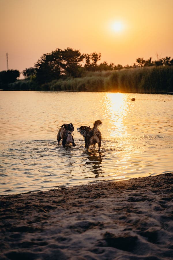 Vertical Shot of Dogs Playing with Each Other on the Shoreline of a ...