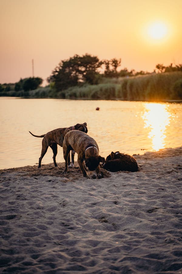 Vertical Shot of Dogs Playing with Each Other on the Shoreline of a ...