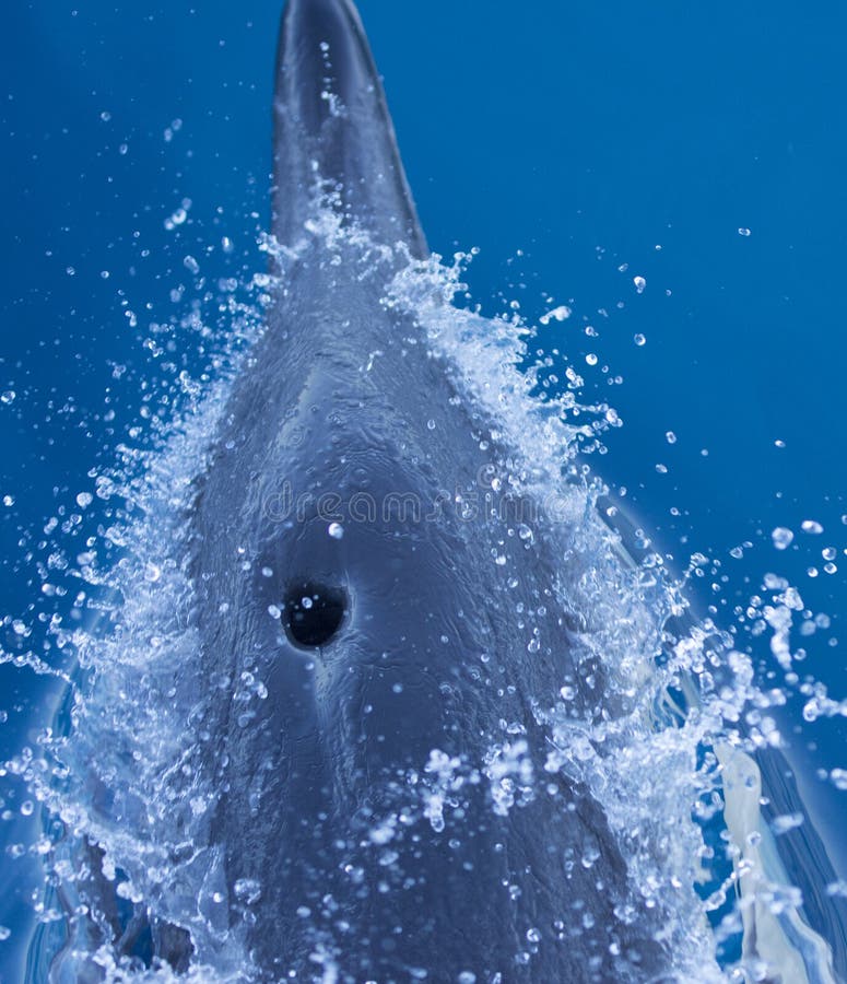 Vertical Shot of a Dolphin Swimming in the Sea Stock Image - Image of ...