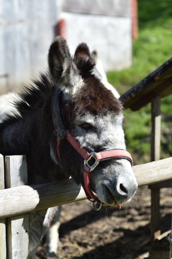 Vertical Shot of a Domestic Donkey in a Farm Stock Image - Image of ...