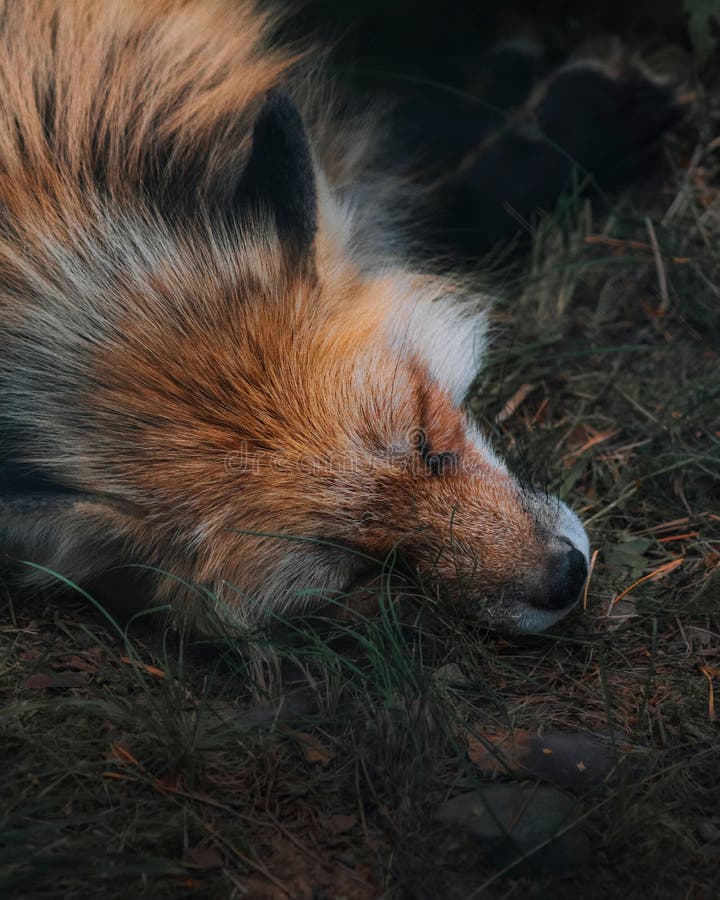 Vertical Shot of a Domesticated Red Fox Sleeping on the Floor Stock ...