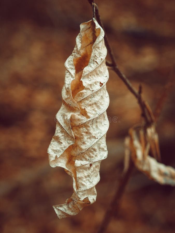 Single Curled Fall Leaf Stock Photos - Free & Royalty-Free Stock Photos ...