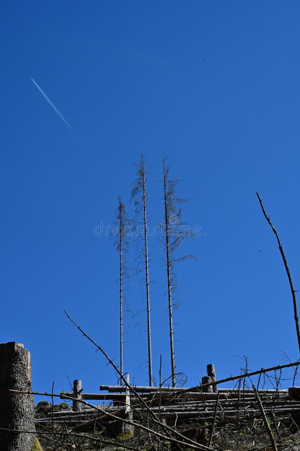Vertical Shot of Dried and Cut Down Trees Stock Photo - Image of ...