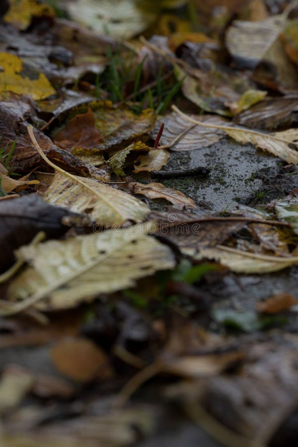 Vertical Shot of Dried Fallen Leaves Found Decaying on the Ground Stock ...