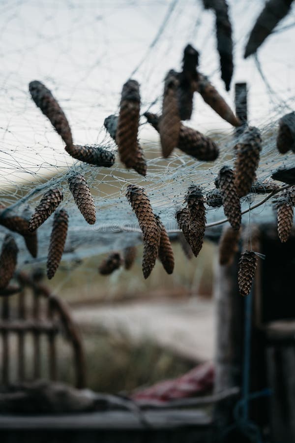 Vertical Shot of Dried Pine Cones Hanging on Fishing Nets Stock Image ...
