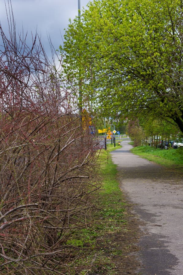 Vertical Shot of Dried Shrubs Along the Pathway Stock Photo - Image of ...