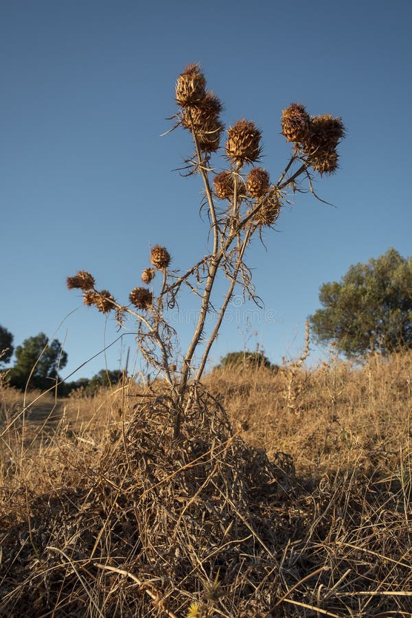 Vertical Shot of Dried Thistle on the Ground Stock Image - Image of ...