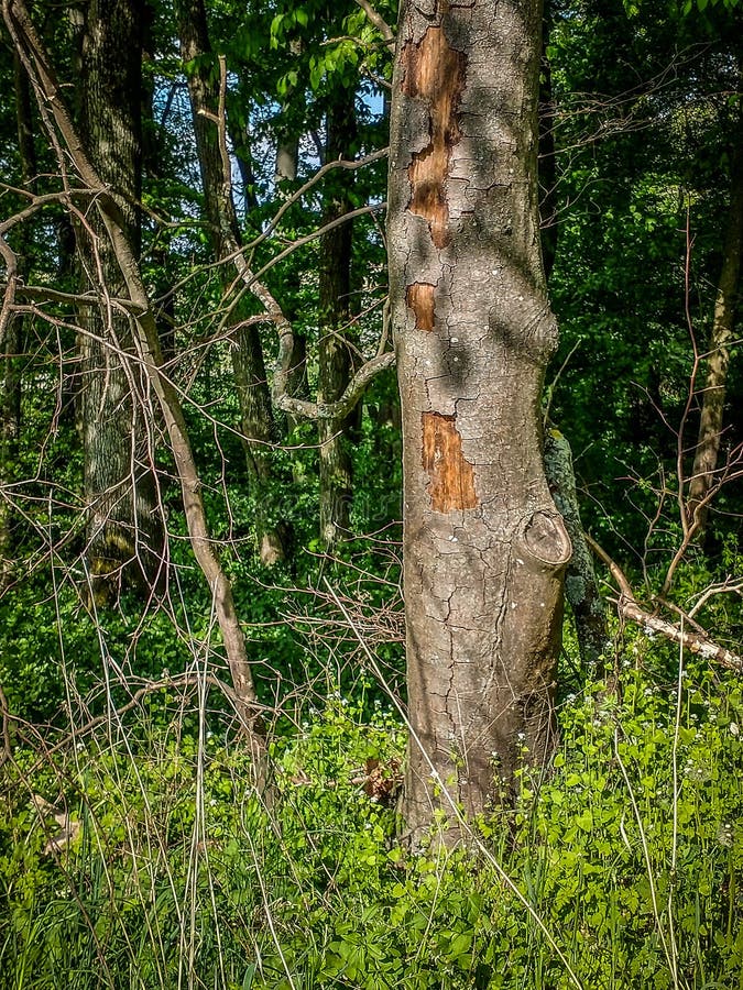 Vertical Shot of a Dried Tree in the Forest Stock Photo - Image of wild ...