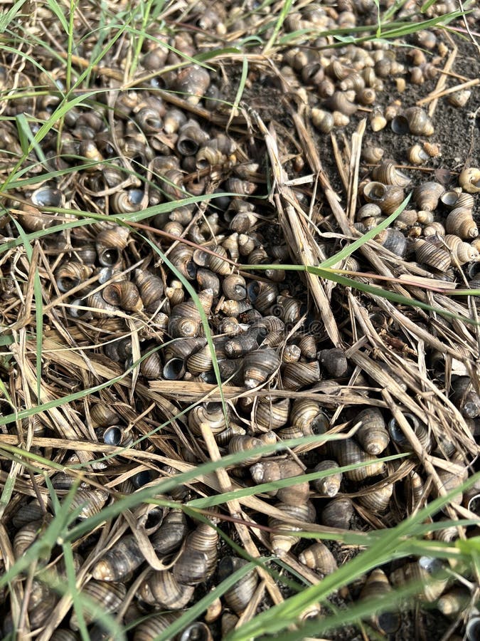 Porn Casero Animal Stock Photos - Free & Royalty-Free Stock Photos from ...