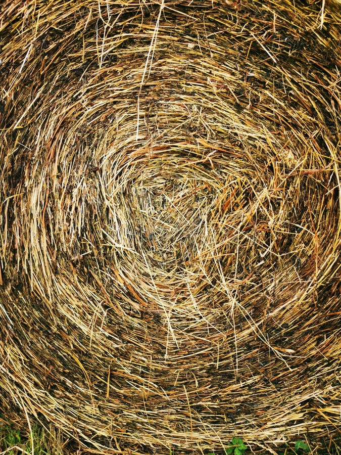 Vertical shot of dry hay stock image. Image of bale - 257184805