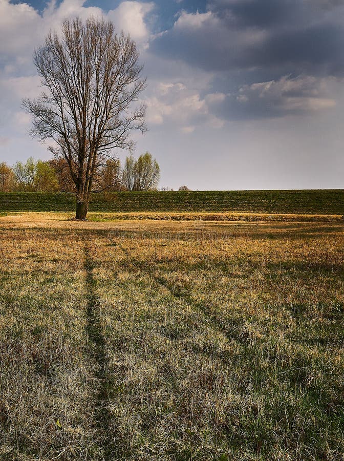 Vertical Shot of a Dry Meadow with a Single and Bared Tree Against a ...
