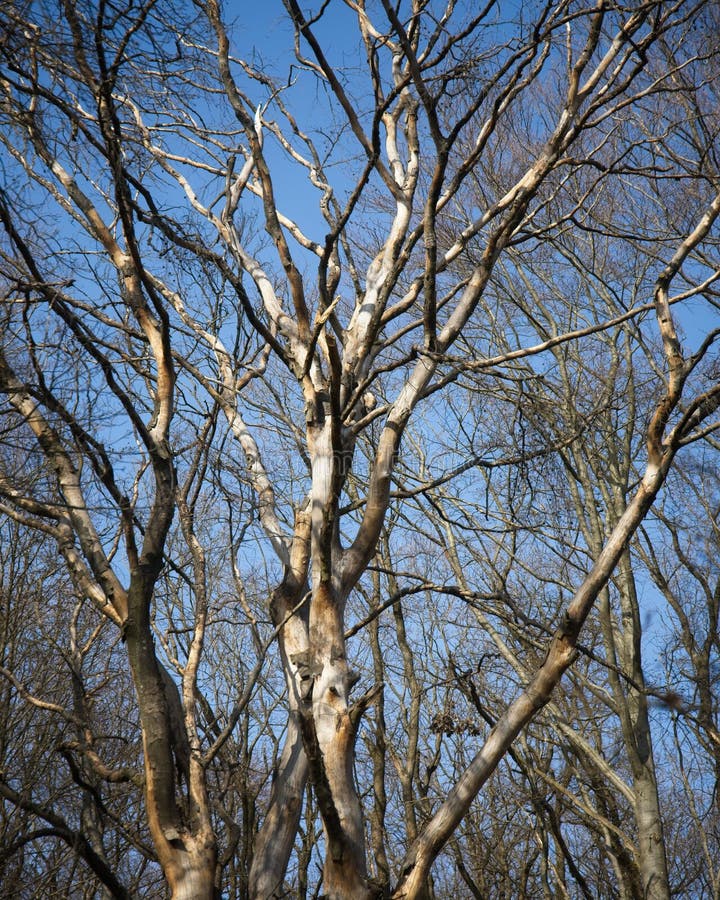 Vertical Shot of the Dry Tree Branches Stock Photo - Image of fall ...