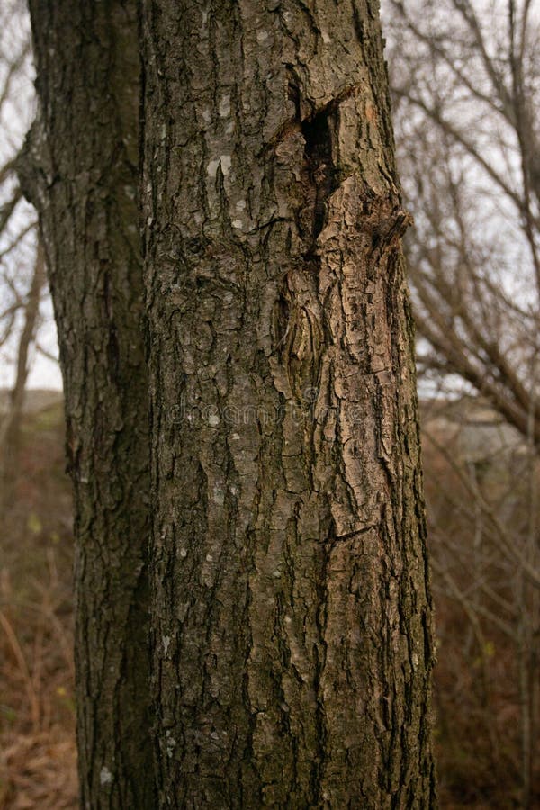Vertical Shot of a Dry Tree in a Forest in a Daylight Stock Photo ...