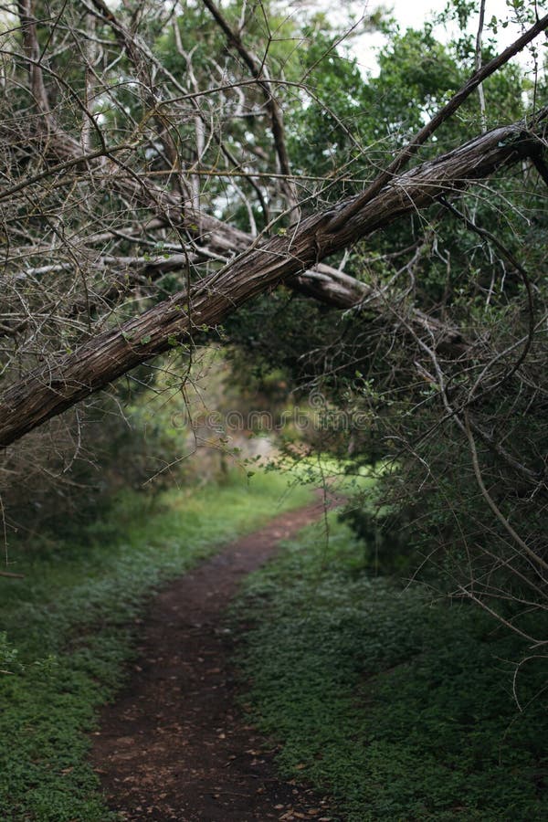 Vertical Shot of Dry Tree Trunks Bending Over a Narrow Trail in the ...