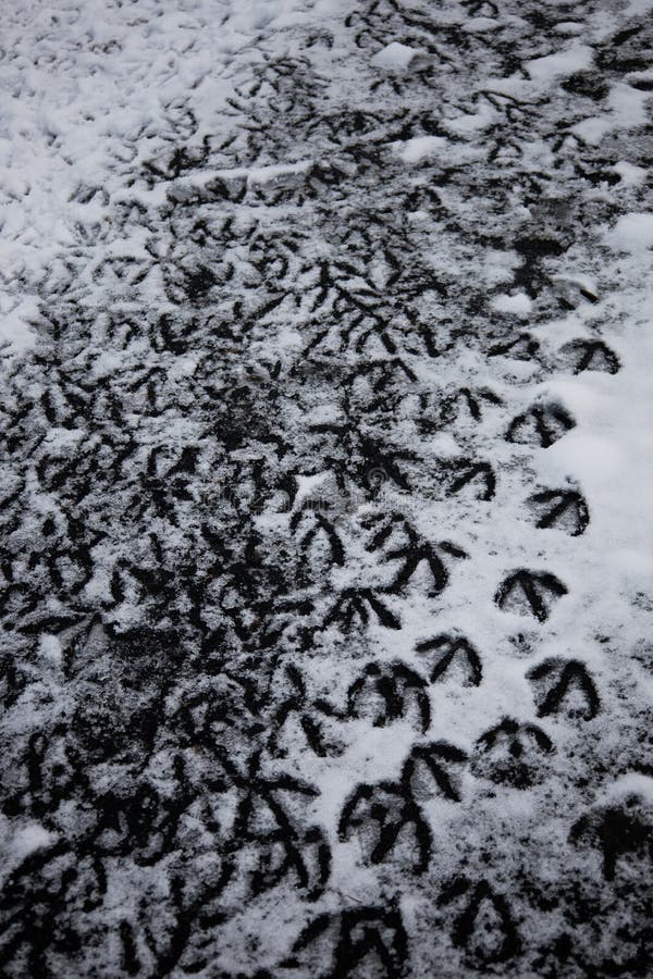 Duck footprints stock photo. Image of texture, bird, walk - 8331104