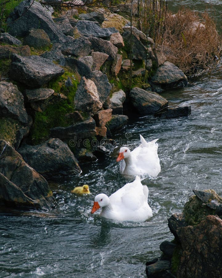 Vertical Shot of Ducks and Their Babies Marching in a River Stock Image ...