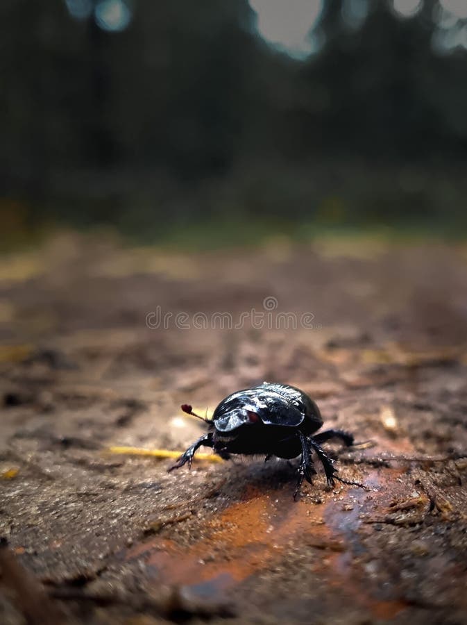 Vertical Shot of a Dung Beetle Walking on the Ground Stock Photo ...