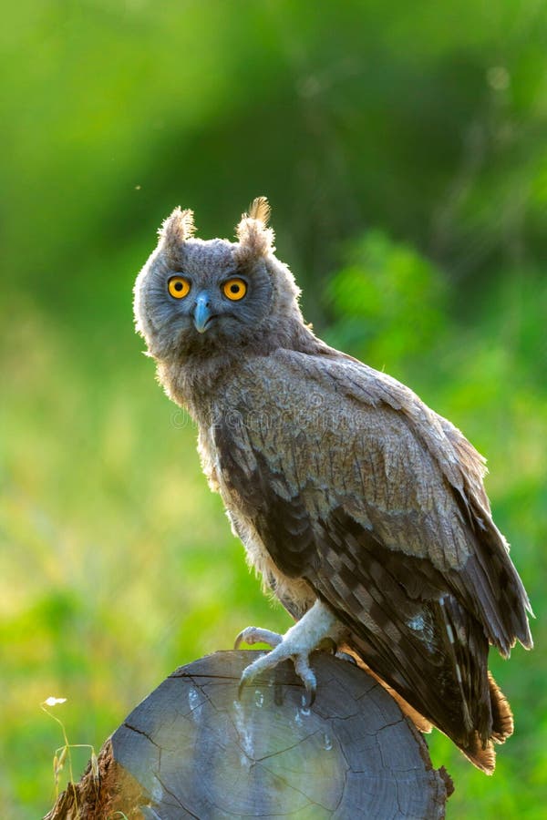 Vertical Shot of a Dusky Eagle Owl on a Tree during the Day Stock Image ...