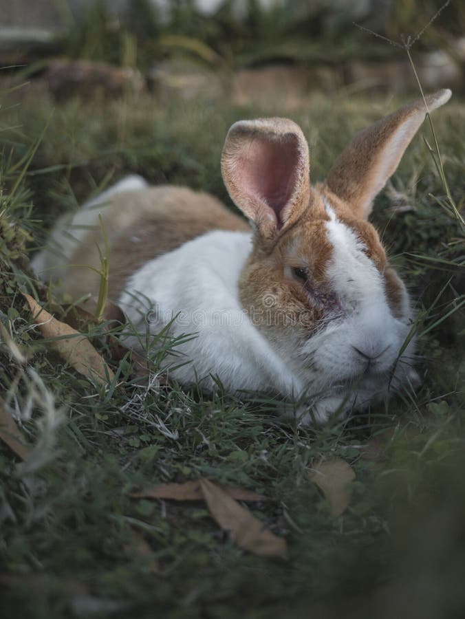 Vertical Shot of a Dutch Rabbit Sitting on the Grass Stock Image ...