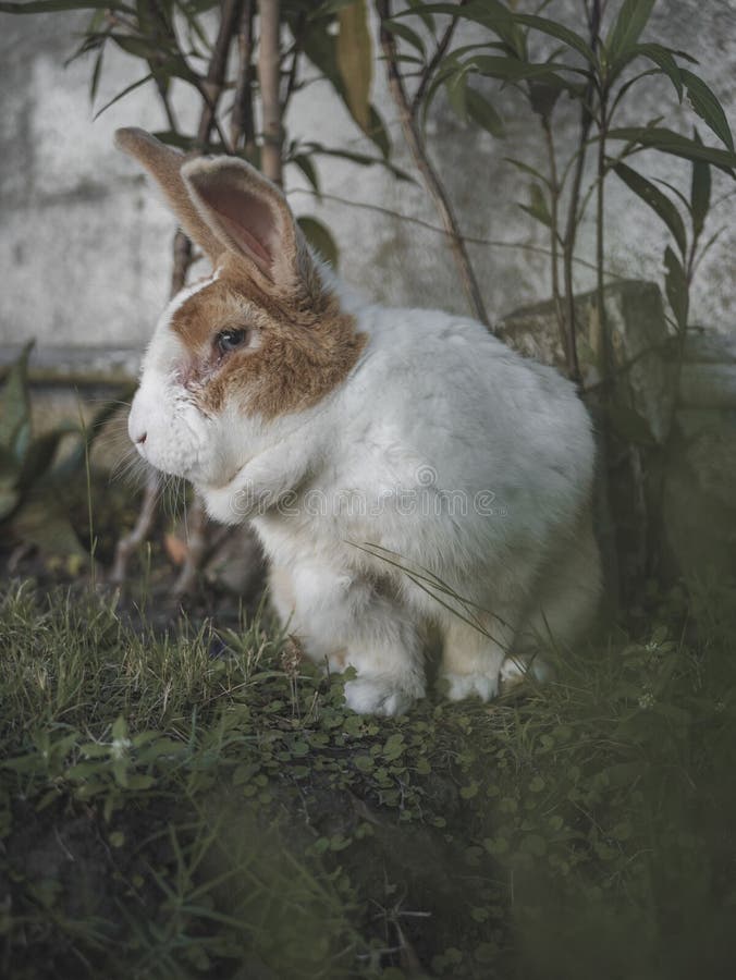 Vertical Shot of a Dutch Rabbit Sitting on the Grass Stock Image ...