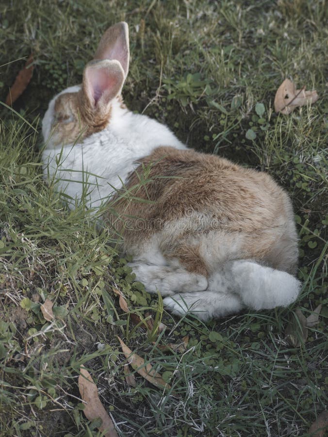 Vertical Shot of a Dutch Rabbit Sitting on the Grass Stock Photo ...