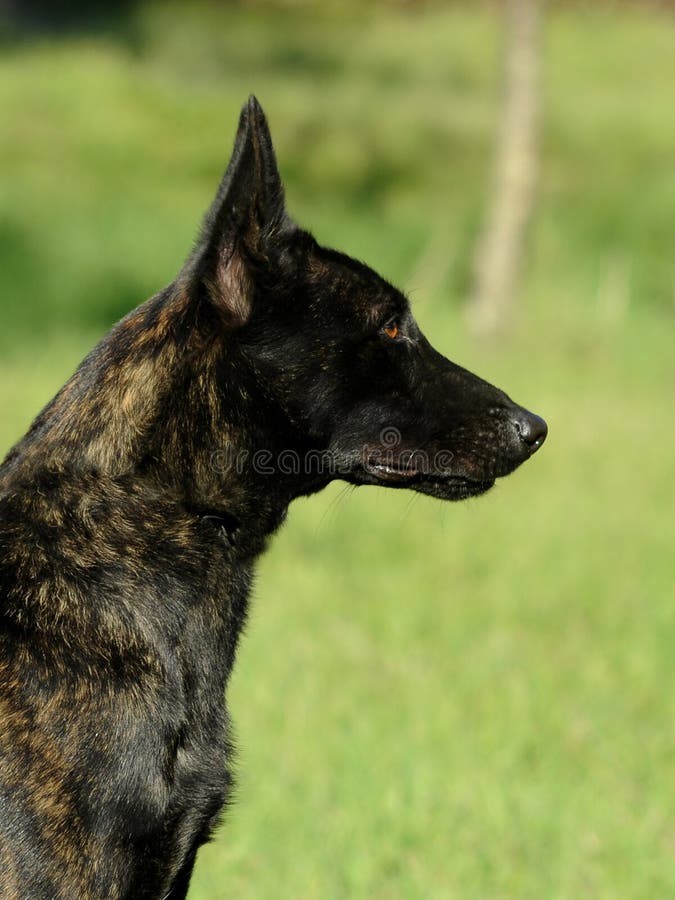 Vertical Shot of Dutch Shepherd Dog Outdoors Stock Photo - Image of ...