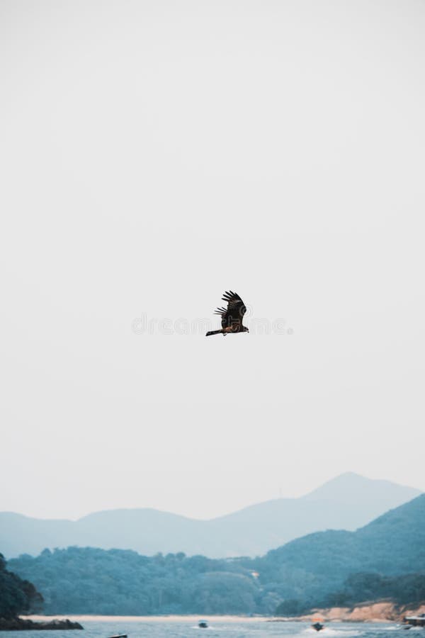Vertical Shot of the Eagle Flight. Hong Kong, Sai Kung Stock Photo ...